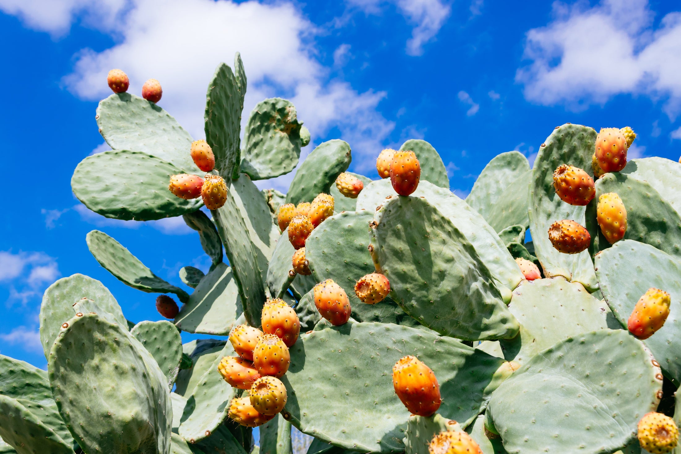 Nopal Cactus: Support Metabolism & Digestion with Prickly Pear Supplem ...